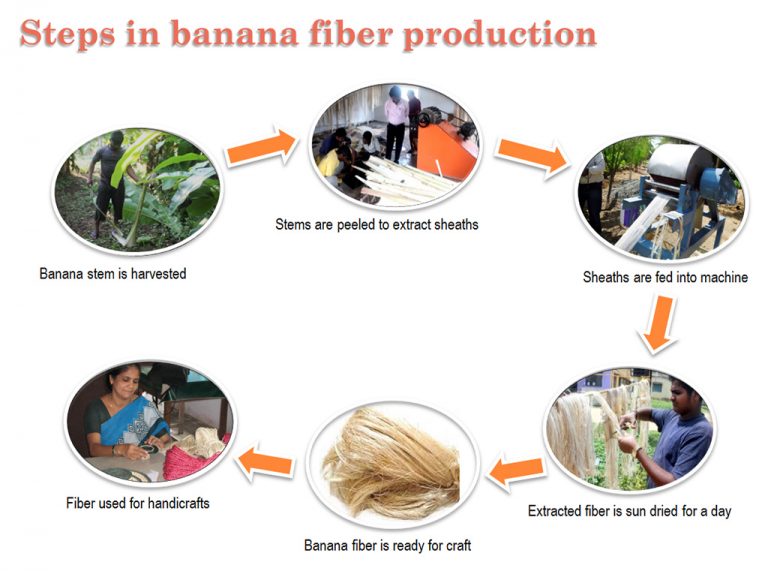 Extracting Banana Fiber and Paper from Waste Banana Stems