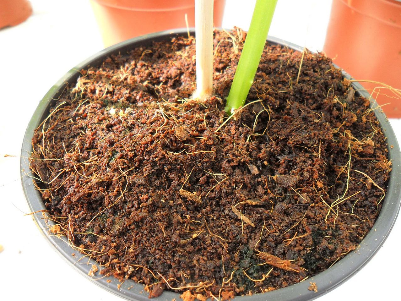 Dutch Plantin Coir India Pvt Ltd | List of green companies in India