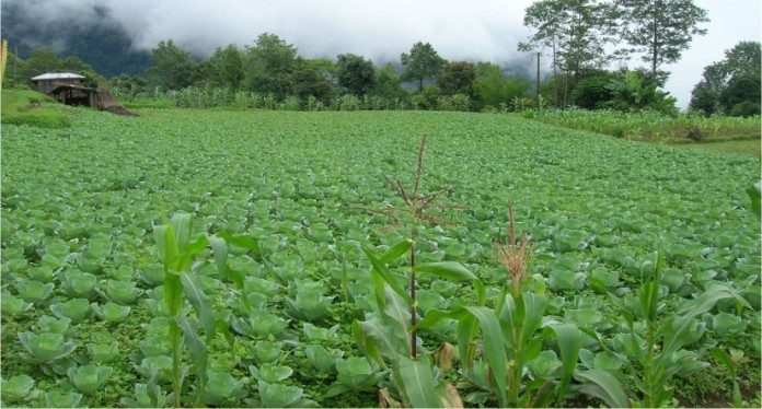 Sikkim Organic Mission Accomplished?