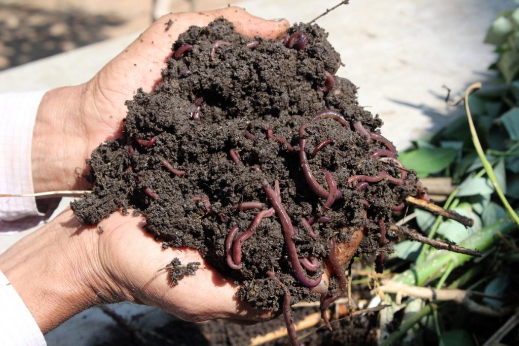 Vermicomposting – Composting with Earthworms
