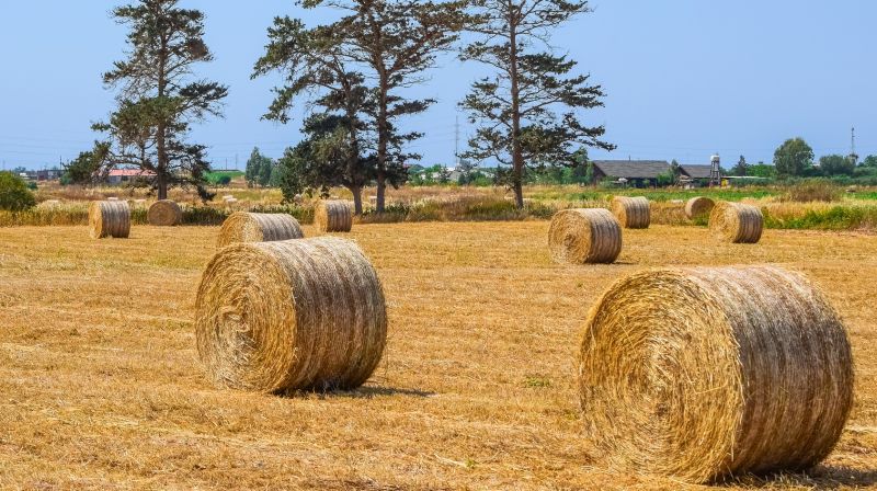 Back to Nature: Pros and Cons of using Natural Building Materials